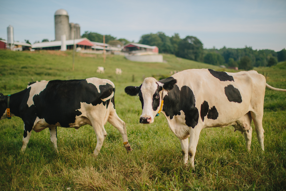 Meet the A2A2 Cows | Homestead Creamery